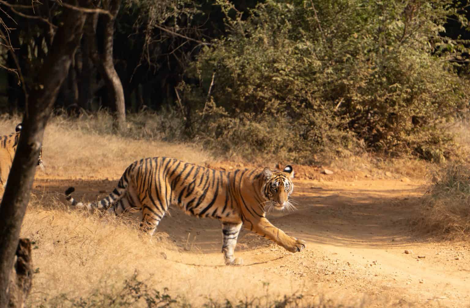 What To Expect On A Ranthambore Tiger Safari – Wandering Welsh Girl